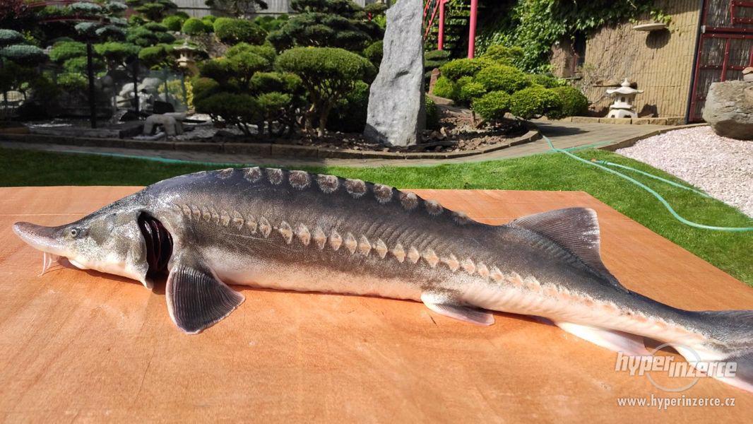 Jeseteři, Vyza velká - bazar - Hyperinzerce.cz